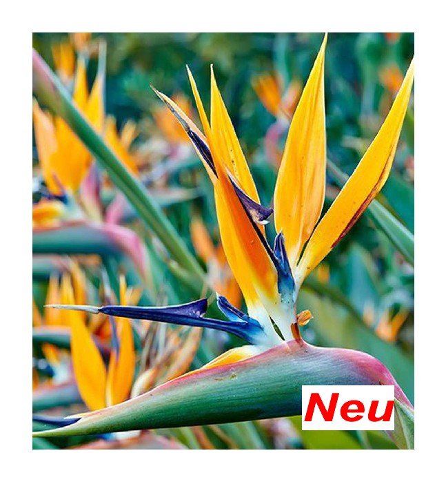 Paradiesvogelblume - Strelitzia reginae - 5 Samen (Neu und originalverpackt) in Sumiswald für ...