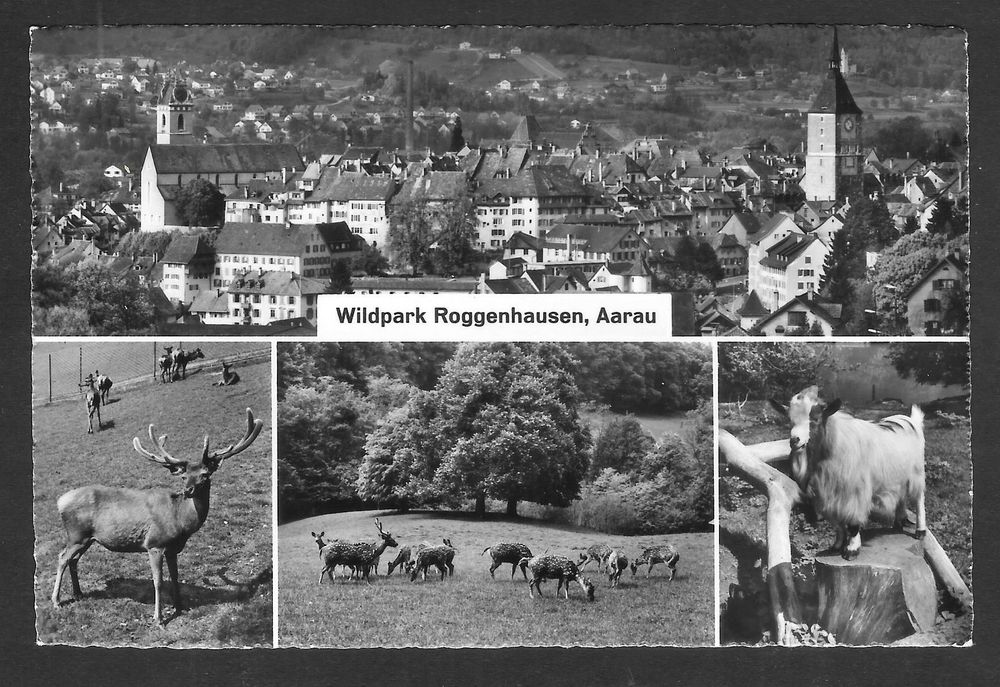 Aarau Teilansicht und Wildpark Roggenhausen | Kaufen auf Ricardo