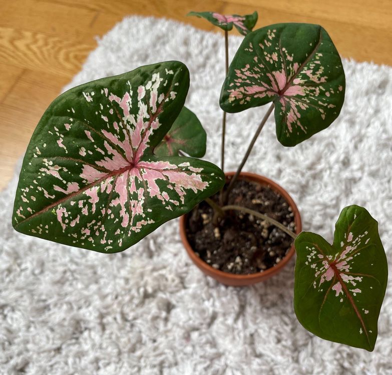 Caladium Pink Beauty | Kaufen auf Ricardo