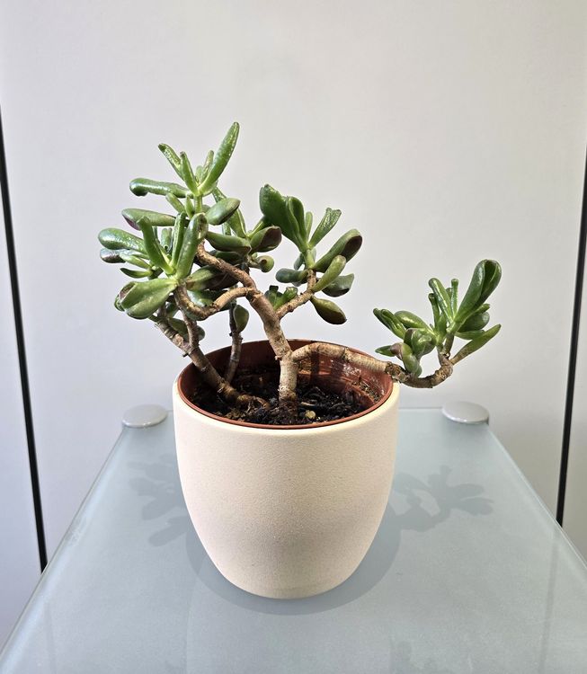 Pflanze Geldbaum Crassula ovata Gollum Dickblatt 25 cm (Gebraucht) in ...