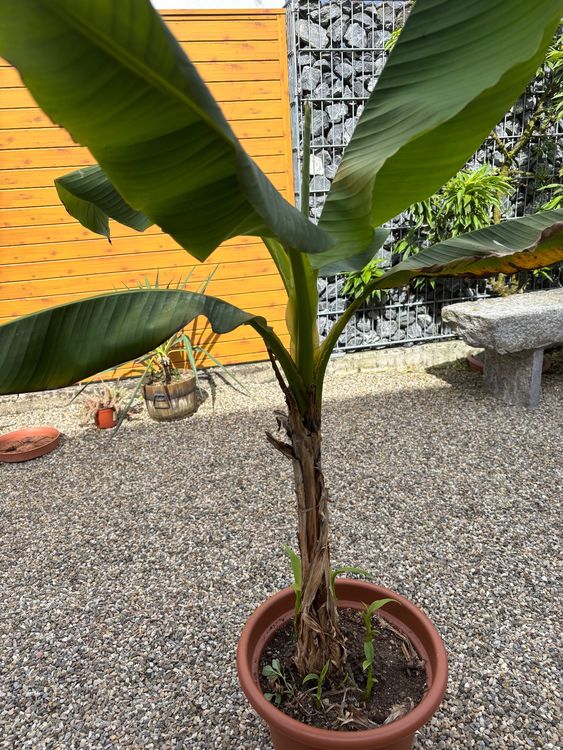 Bananenbaum selbst gezogen. 125cm hoch. Mit neuem Topf (Gebraucht) in ...