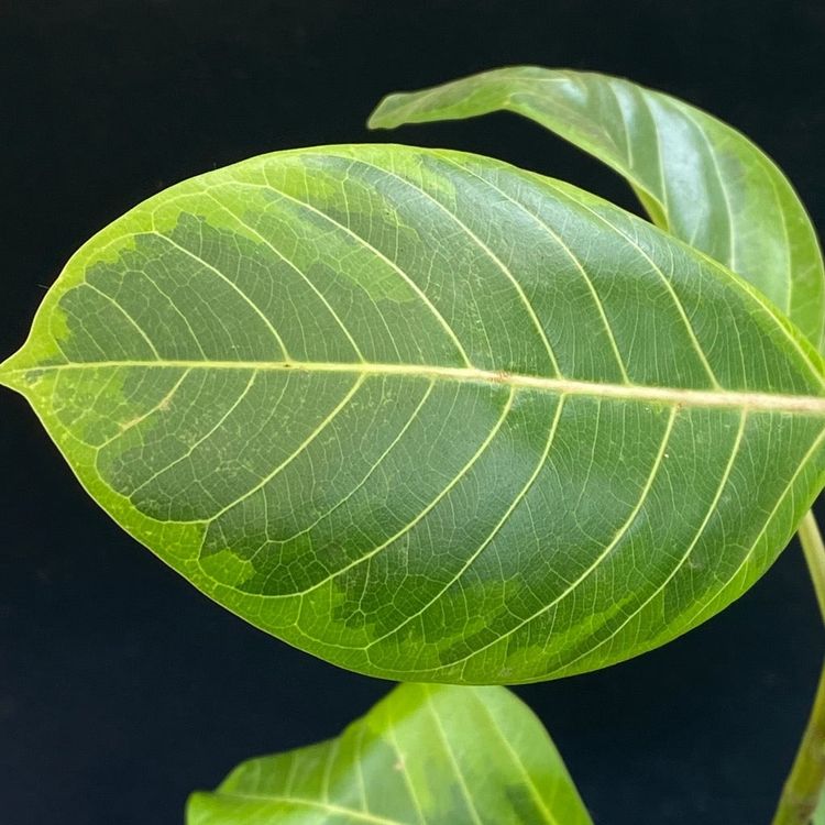 Ficus Altissima Aurea Variegata - STECKLING I (Neu (gemäss Beschreibung)) in Adliswil für CHF 32 ...