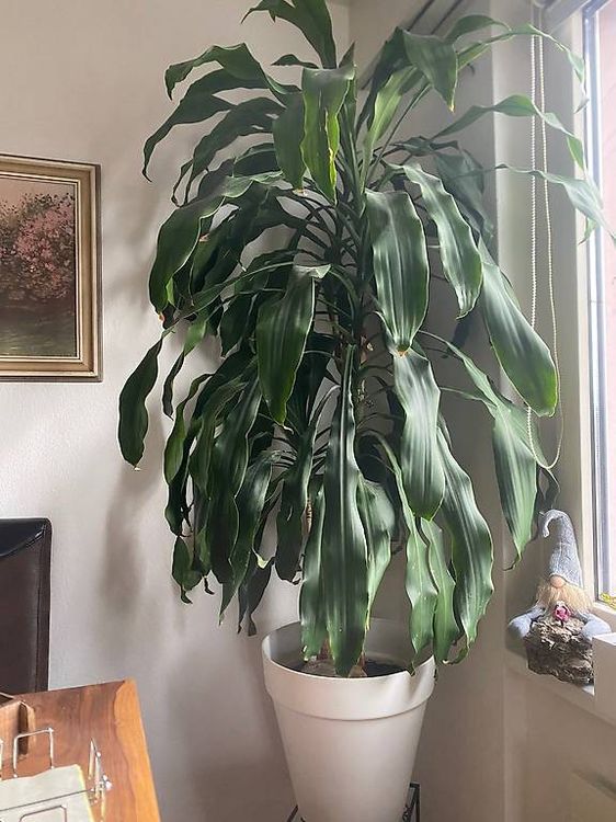 Grosse Zimmerpflanze, Drachenbaum, ca. 180cm hoch (Gebraucht) in Thayngen für CHF 50 – nur ...
