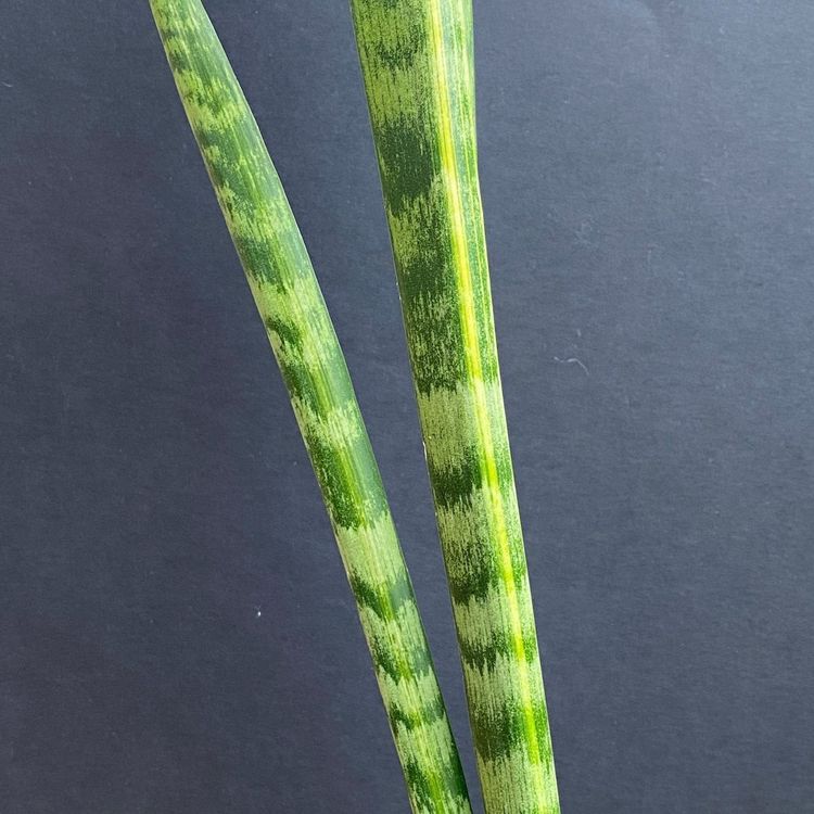Sansevieria Florida H-13 Aurea Variegata | Kaufen auf Ricardo