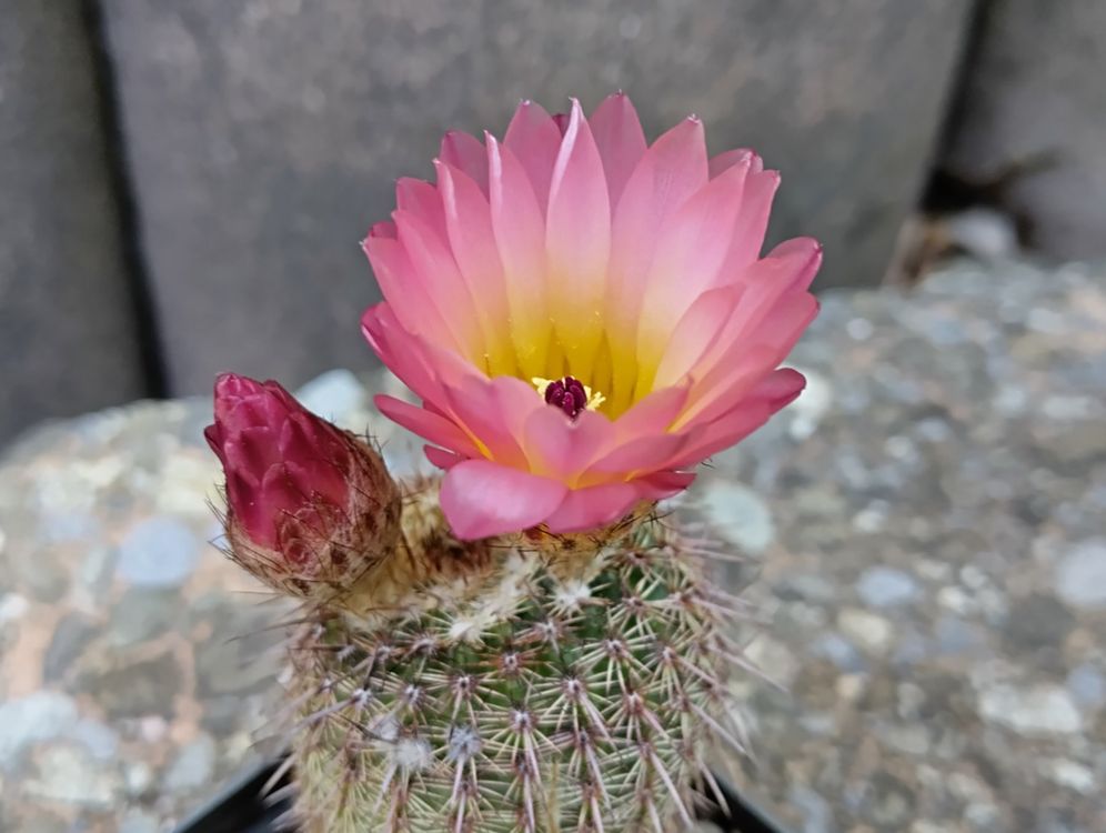 Kakteen, Pflanze, Notocactus rutilans (Neu (gemäss Beschreibung)) in ...