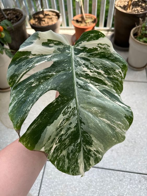 Monstera Deliciosa Variegata Samen