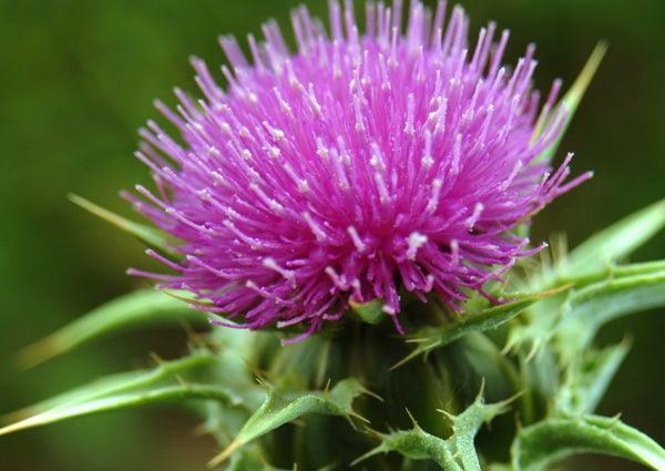 200 Mariendistel Samen ( Silybum Marianum ) (Neu (gemäss Beschreibung ...