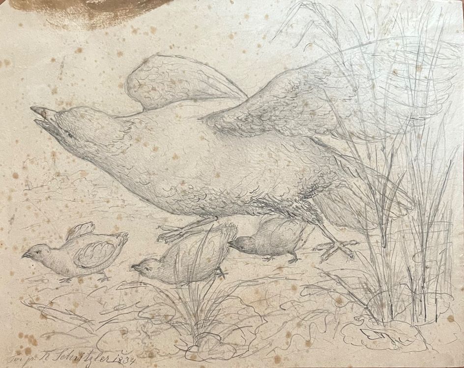 Michael Schnitzler (1782-1861) Zeichnung mit Vogel (Gebraucht) in ...