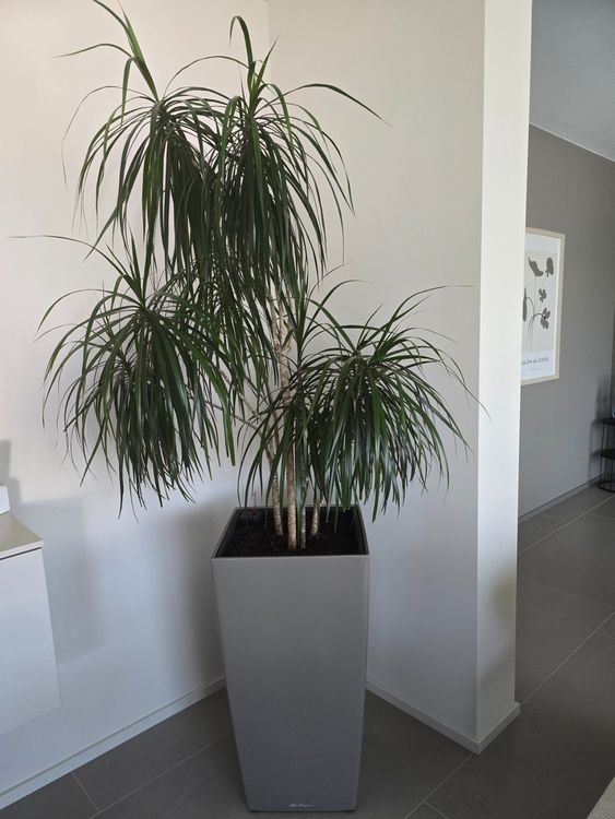 Grosse Zimmerpflanze Drachenbaum im Topf 180cm hoch (Gebraucht) in Winterthur für CHF 290 – nur ...