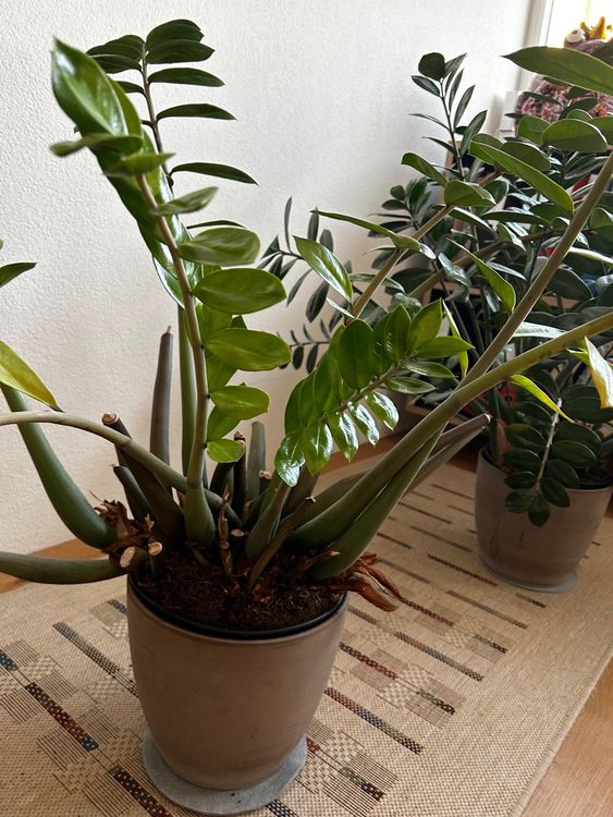 Zamioculcas Mit Kaffeesatz Dungen