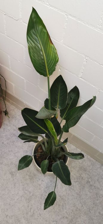 STRELIZIE / PARADIESVOGELBLUME (Gebraucht) in Jona für CHF 45 – nur Abholung auf Ricardo kaufen