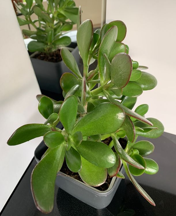 prächtiger Geldbaum Crassula ovata Pfennigbaum 20 cm (Neu (gemäss ...