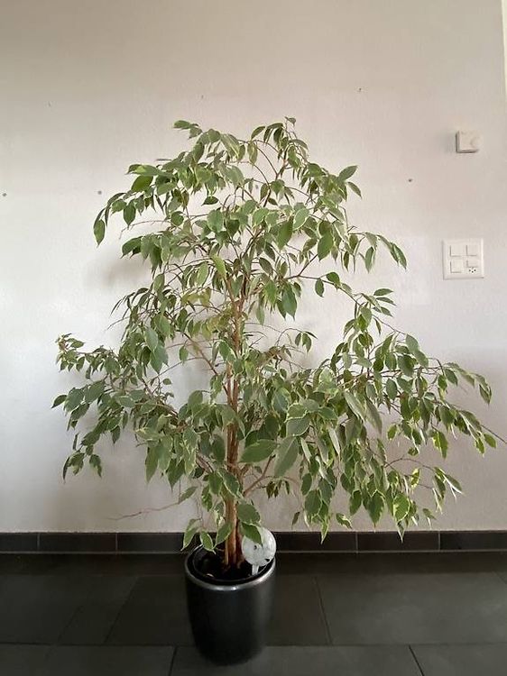 Ficus benjamina | Feigenbaum (Gebraucht) in Wettswil für CHF 60 – nur ...