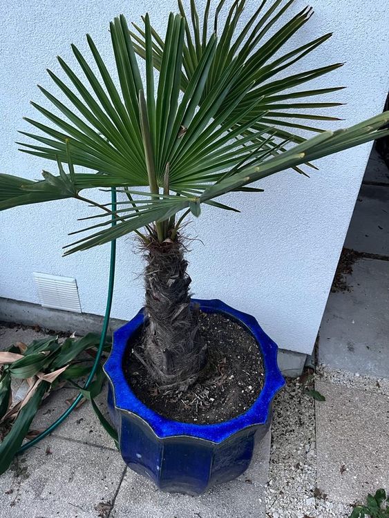2 Palmen mit Topf (Gebraucht) in Stilli für CHF 100 – nur Abholung auf ...