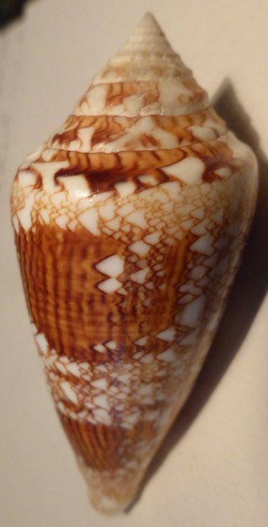 SEHR SCHÖNE SELTENE CONUS TELATUS,-MUSCHEL, 68,0 MM (Gebraucht) in Zürich für CHF 65 – mit ...