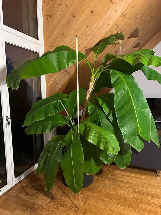 Bananenbaum | Kaufen auf Ricardo