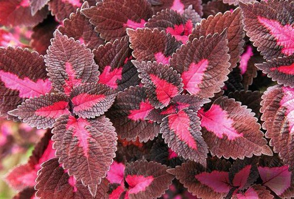 COLEUS ( Coleus Blumei ) BUNTNESSEL / 10 Samen (Neu (gemäss ...