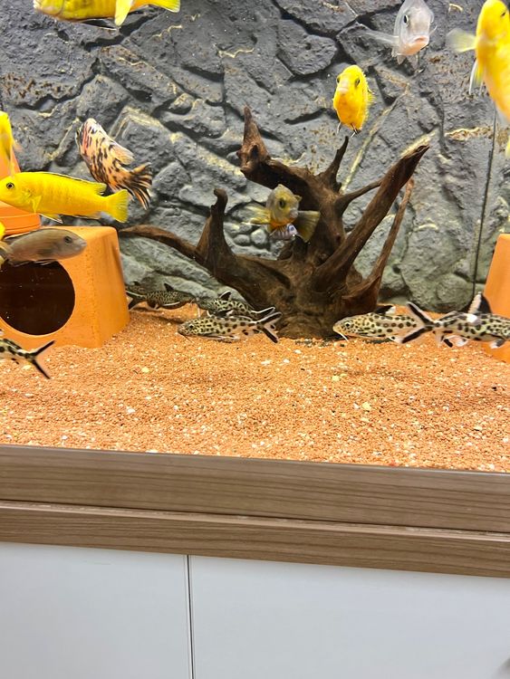 Eheim Aquarium 650 liter Komplett | Kaufen auf Ricardo