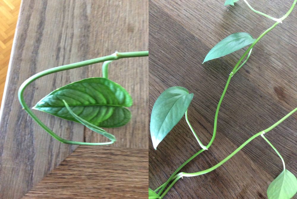 Monstera Siltepecana +90 Epipremnum pinnatum 'Cebu blue +120 (D ...