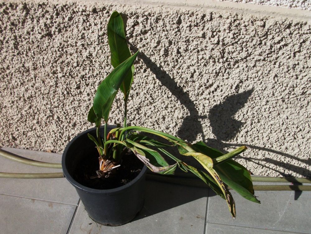 Strelizie abzugeben | Kaufen auf Ricardo