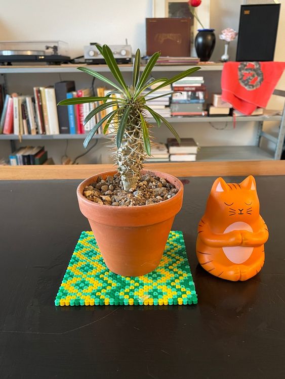 Kaktus, Pachypodium lameri, inklusive Topf | Kaufen auf Ricardo