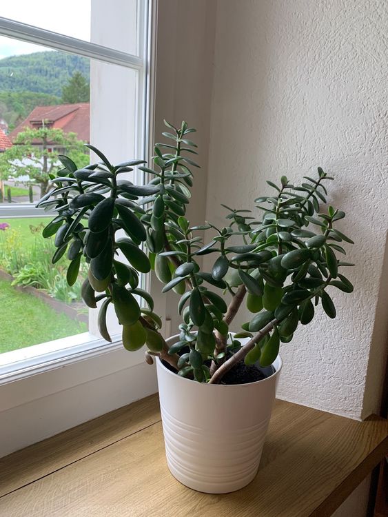Geldbaum, Pfennigbaum, Crassula Ovata Minor | Kaufen auf Ricardo