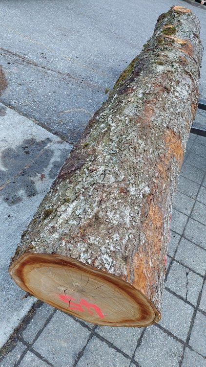 Kirsche Stamm Holz Kirschbaumstamm Sägen | Kaufen auf Ricardo