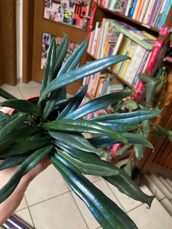Microsorum thailandicum blue oil fern fougère | Kaufen auf Ricardo