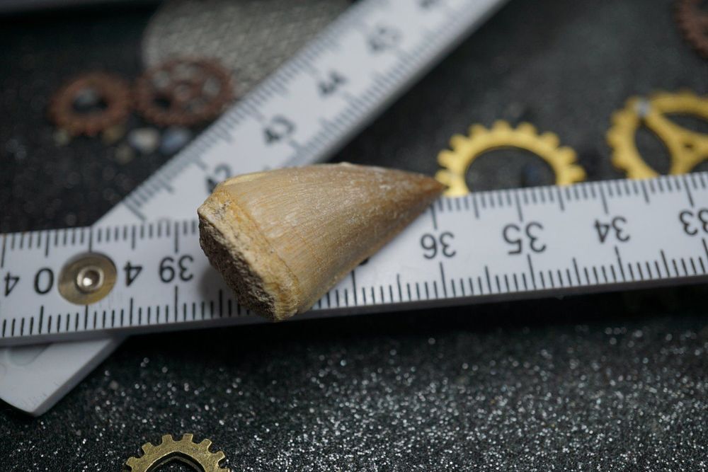 Dinosaurier spitzig Zahn ab 1.- (Neu und originalverpackt) in ...