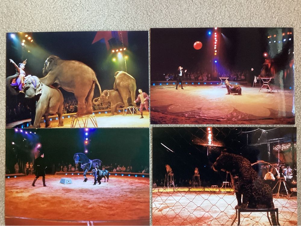 Circus Knie 4 Fotos (Gebraucht) in Reichenbach i. K. für CHF 1 – mit ...