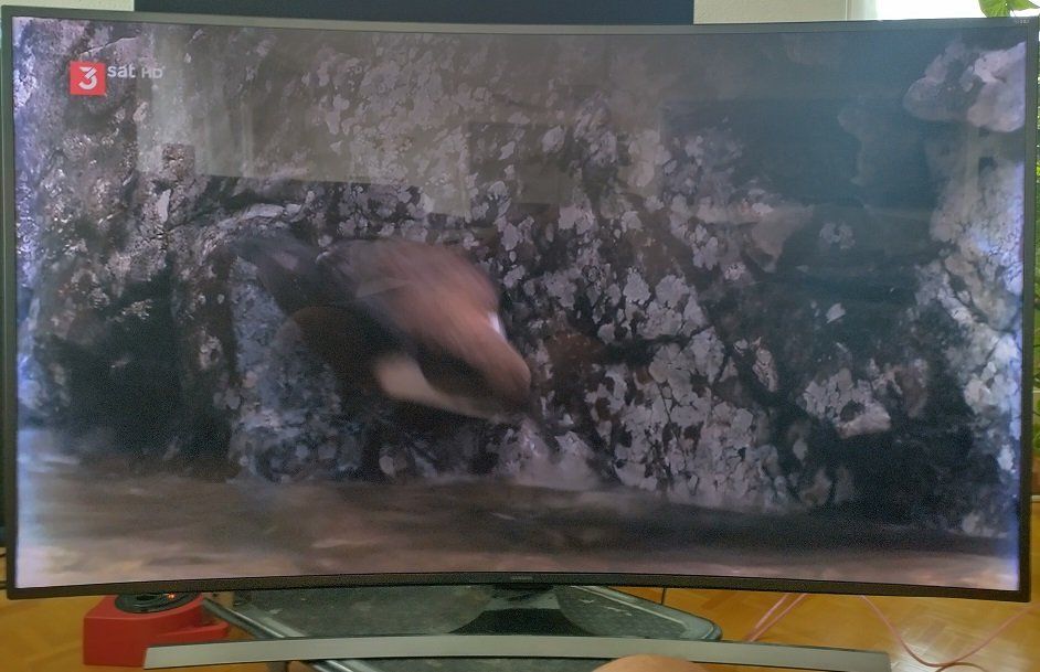 65 Zoll Samsung TV mit Backlight Bleeding seitlich (Defekt) in Arbon ...