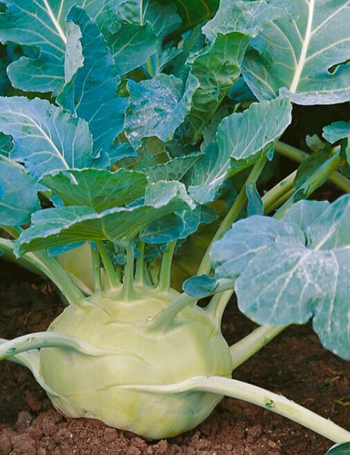 50 Samen Grüne Kohlrabi 🥬 50 Graines De Chou-Rave Vert (Neu und ...