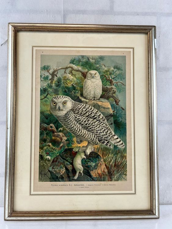 Alte Kolorierte Litho | Kaufen auf Ricardo