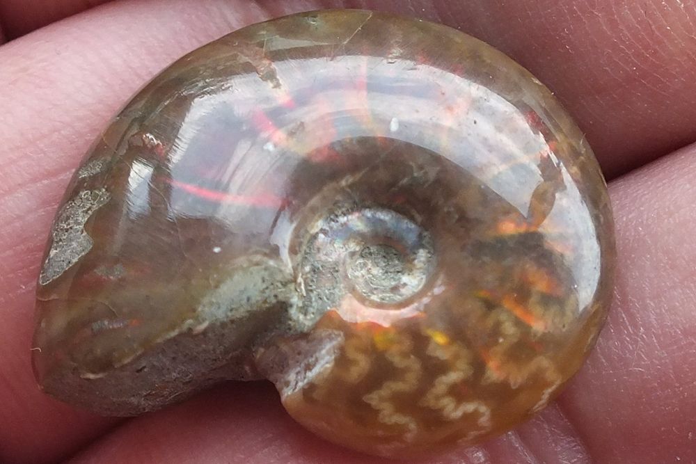 Ammonite Mollusque céphalopode fossile 6.05 grammes CHF 1.- | Kaufen ...