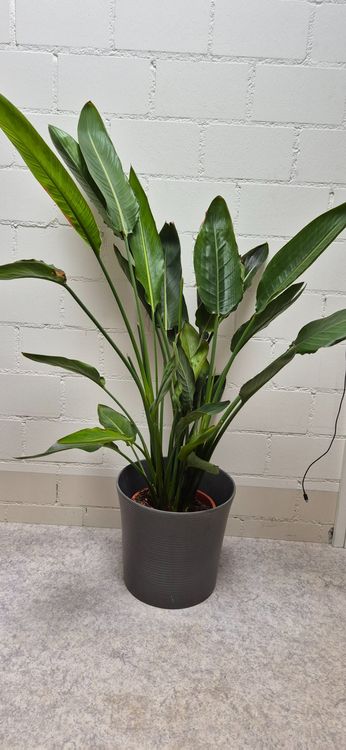 STRELIZIE / PARADIESVOGELBLUME (Gebraucht) in Jona für CHF 31 – nur Abholung auf Ricardo kaufen