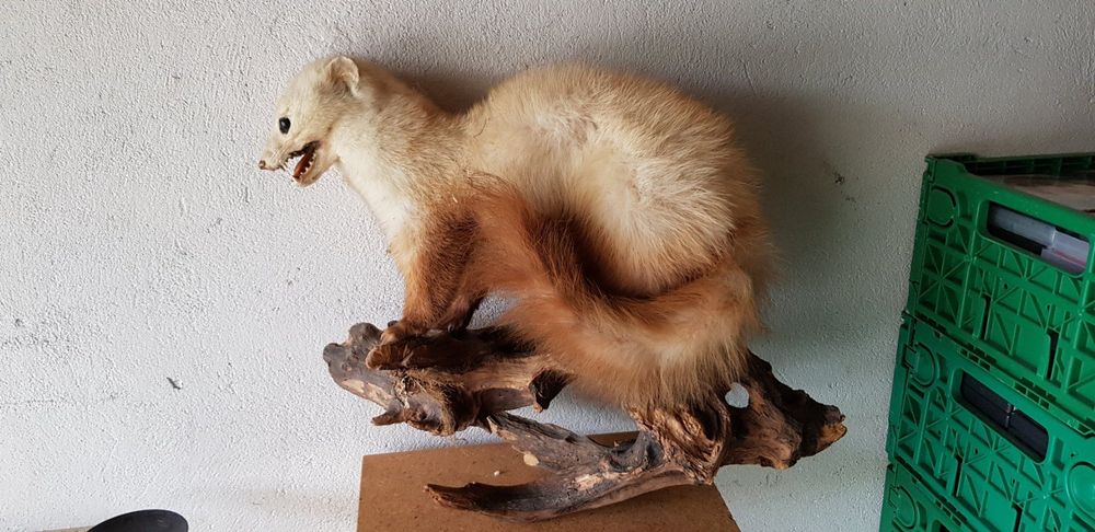 animaux empailler fouine | Kaufen auf Ricardo