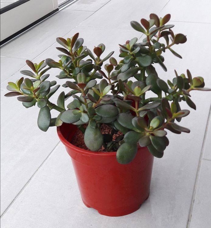 Geldbaum Pflanze 29 cm mit Topf (Neu (gemäss Beschreibung)) in Erlen ...