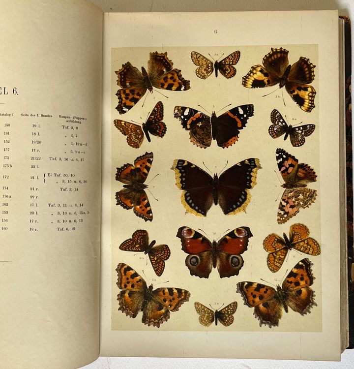 Arnold Spuler: Die Raupen und Schmetterlinge Europas 1908/10 | Kaufen auf Ricardo