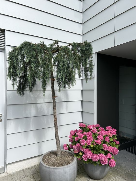 Zierbaum mit Topf zu verkaufen (Gebraucht) in Frauenfeld für CHF 399 ...