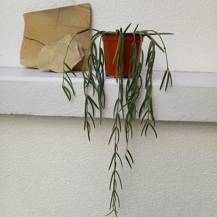 Hoya linearis - Jungpflanze | Kaufen auf Ricardo