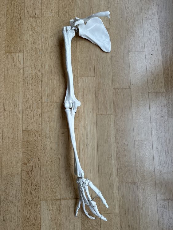 Anatomie Modell Arm Skelett 3B Scientific GmbH | Kaufen auf Ricardo