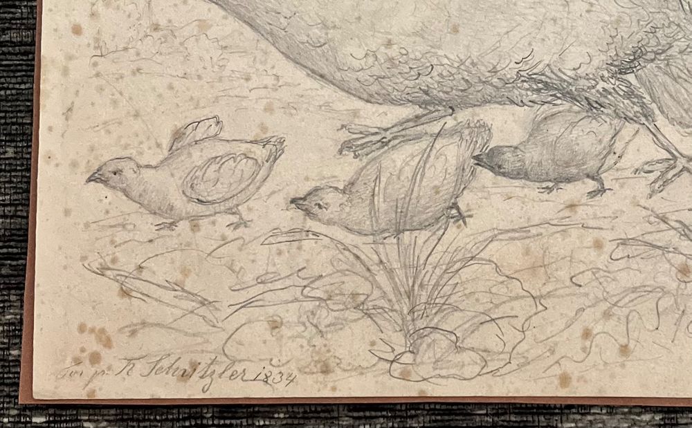 Michael Schnitzler (1782-1861) Zeichnung mit Vogel (Gebraucht) in ...