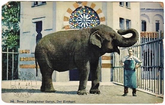 BASEL Zoologischer Garten - Der Elephant ca. 1915 | Kaufen auf Ricardo