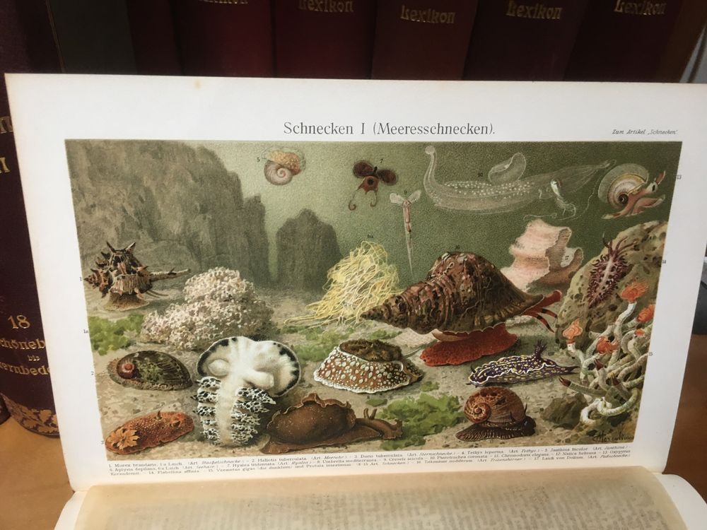 Meyers Grosses Lexikon 24 Bänder (Gebraucht) in zürich für CHF 120 ...