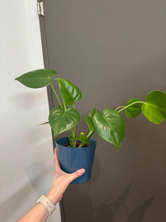 Monstera Deliciosa Klein (Neu (gemäss Beschreibung)) in Zürich für CHF ...