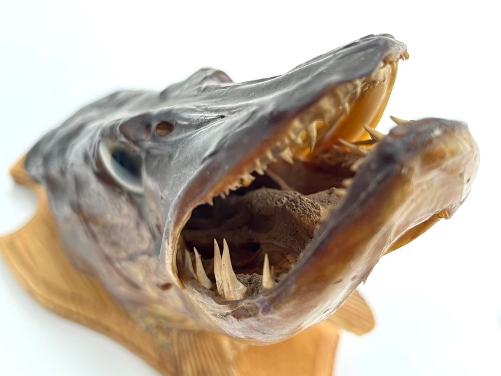 Echter Hechtkopf Trophäe Hecht Präparat Fisch Taxidermie (Gebraucht) in ...
