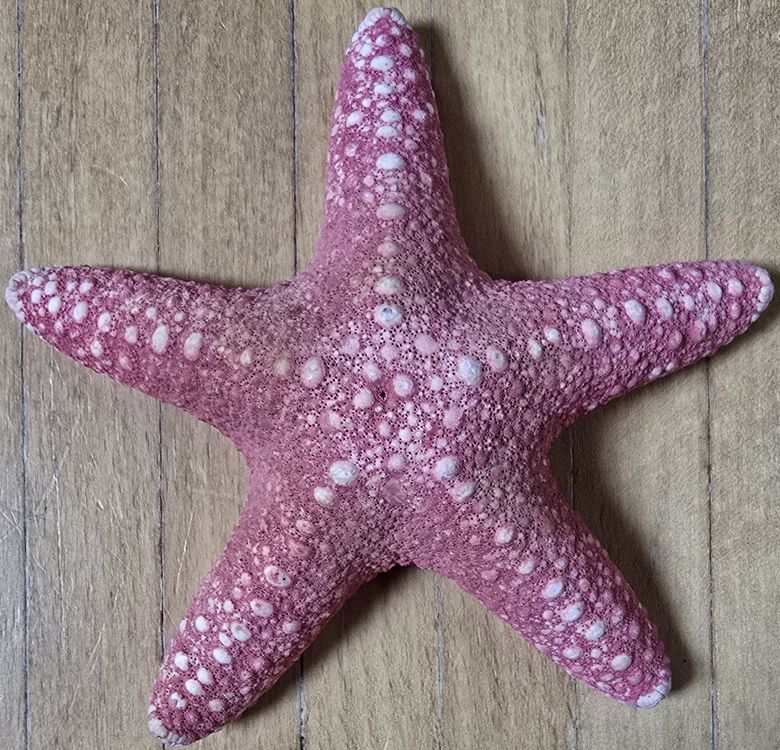 Seestern ca. 12cm | Kaufen auf Ricardo