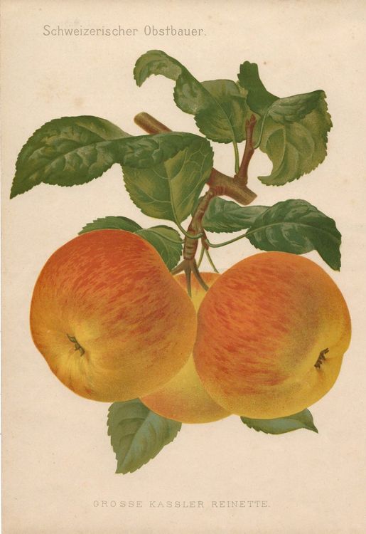 Chromolitho, Obst, Gr. Kassler Reinette | Kaufen auf Ricardo