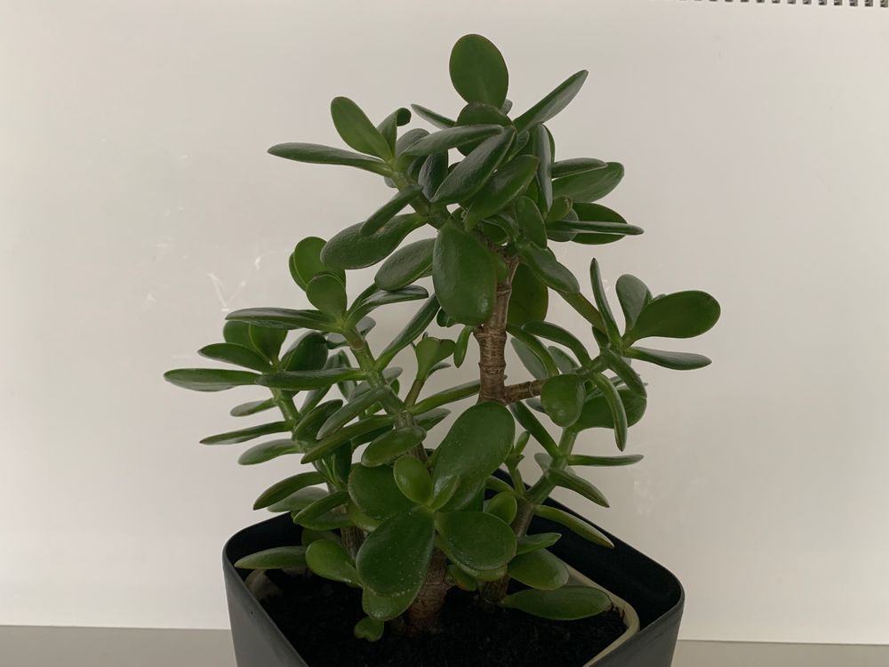 5 jähriger Geldbaum Crassula ovata Pfennigbaum 18 cm (Neu (gemäss ...