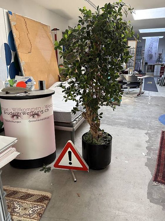 Dekopflanze auf Rollen (Gebraucht) in Basel für CHF 150 – nur Abholung auf Ricardo kaufen